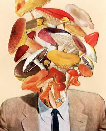 TOXICOLOGIE DU LANGAGE 2 – XYLOGLOSSE